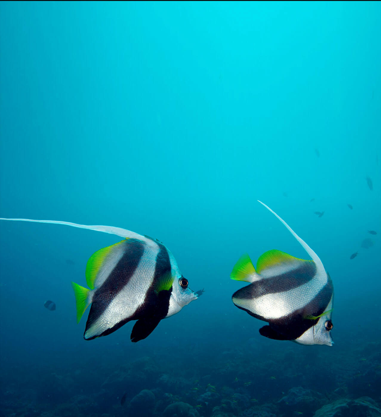 Scuba Diving in Mafia Island | Sea Activities – Mafia Island